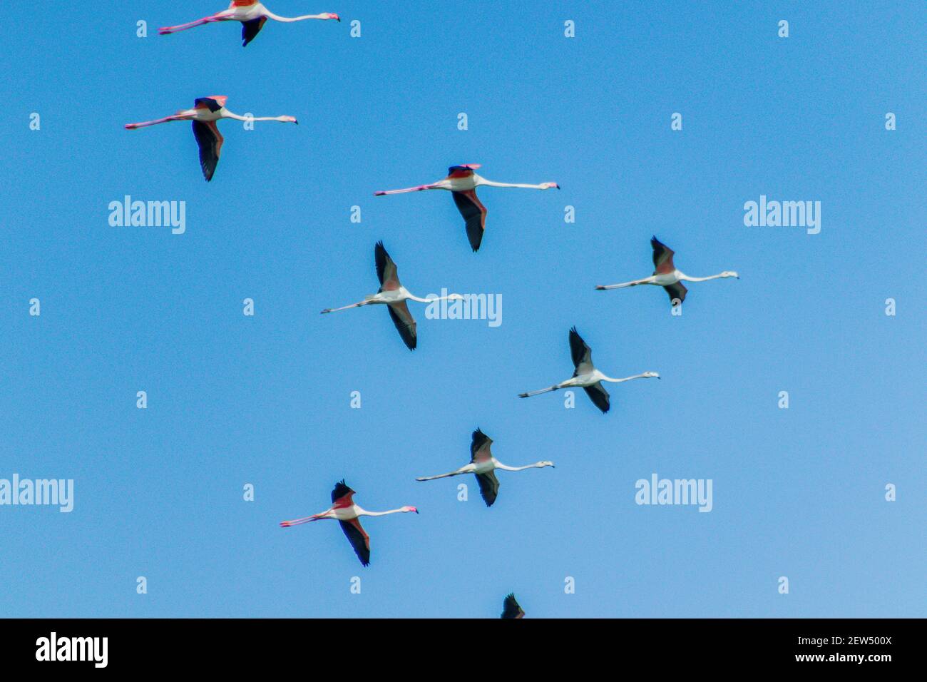 Flamingos flying in formation Stock Photo - Alamy