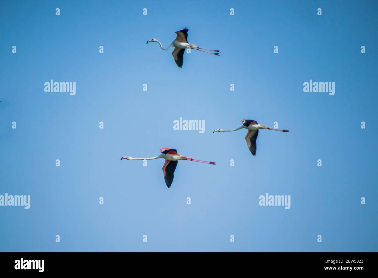 Blue flamingo hi-res stock photography and images - Alamy