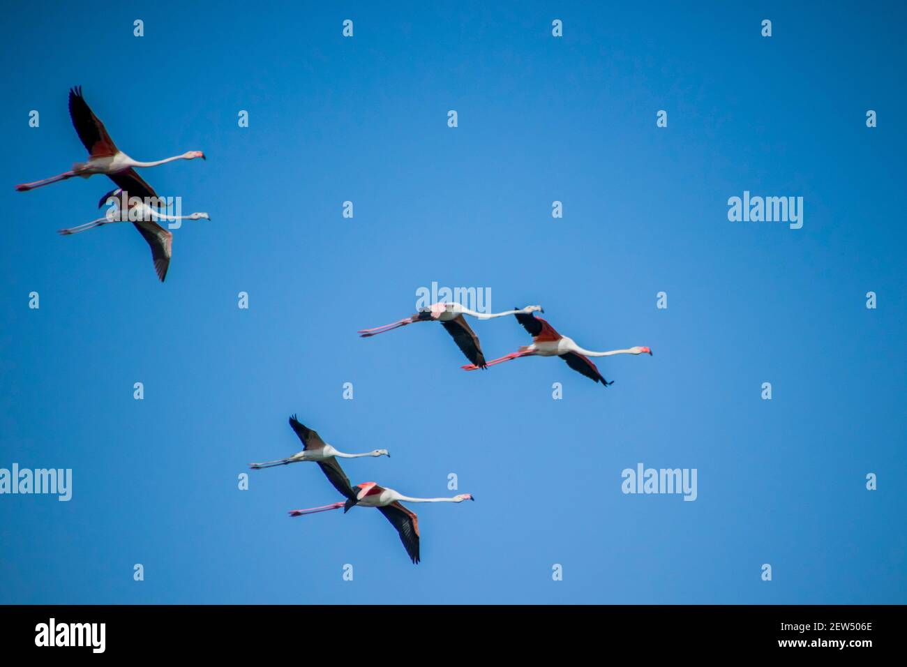 The big wing formation hi-res stock photography and images - Alamy