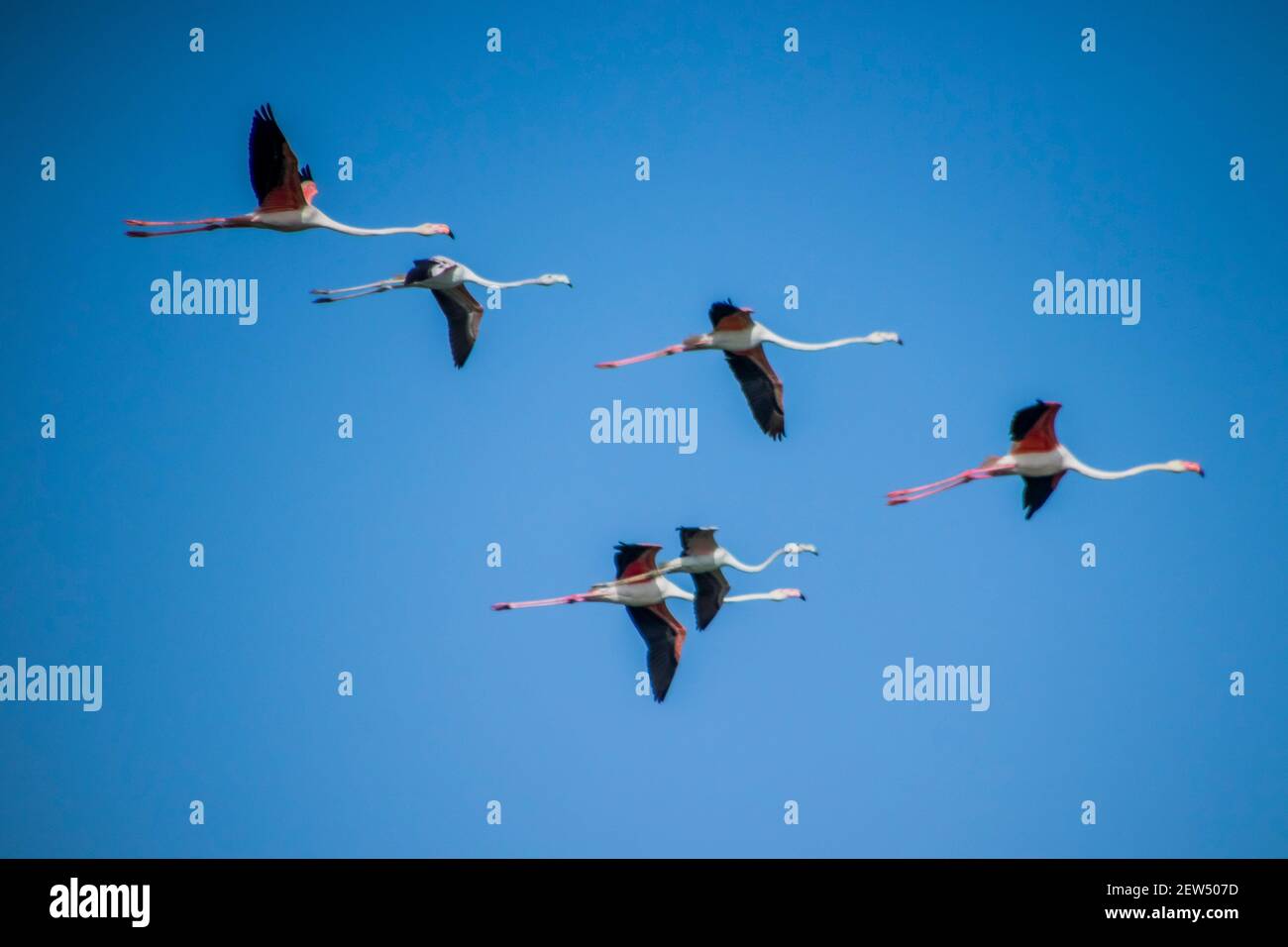 Flying flamingo hi-res stock photography and images - Alamy