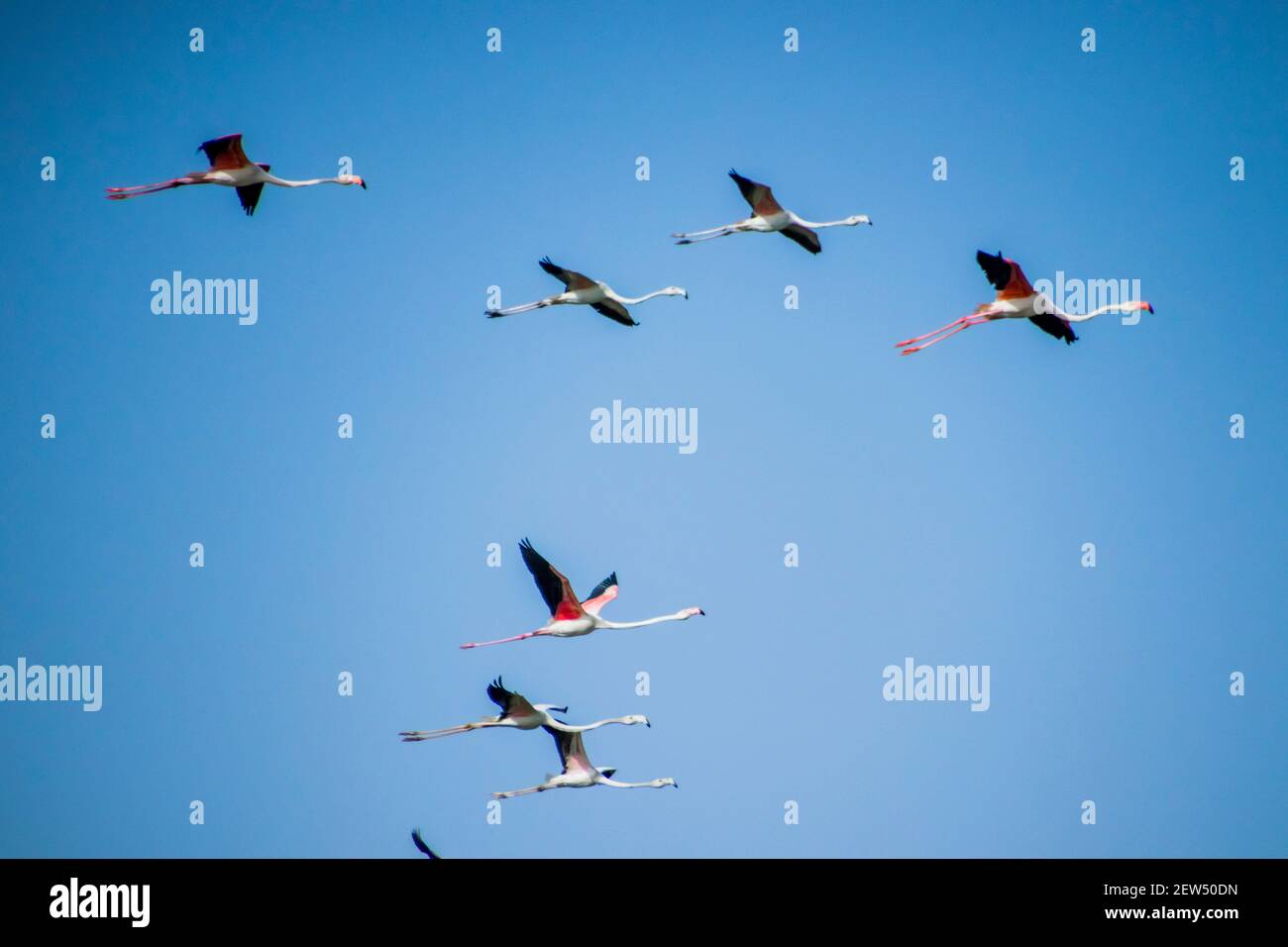 Flying flamingo hi-res stock photography and images - Alamy