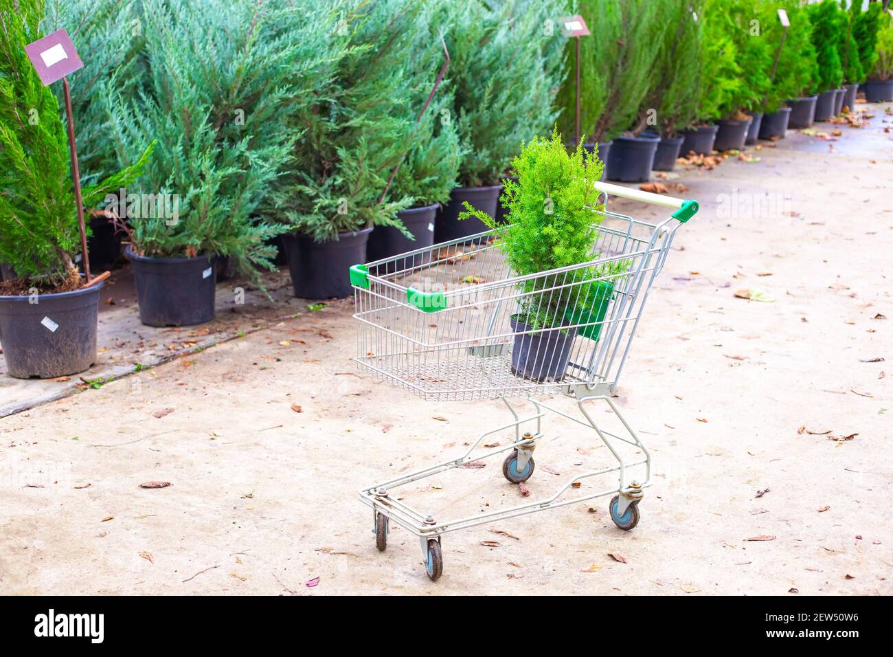 Young juniper plant in a pot on a cart in a garden nursery. Purchase of ...