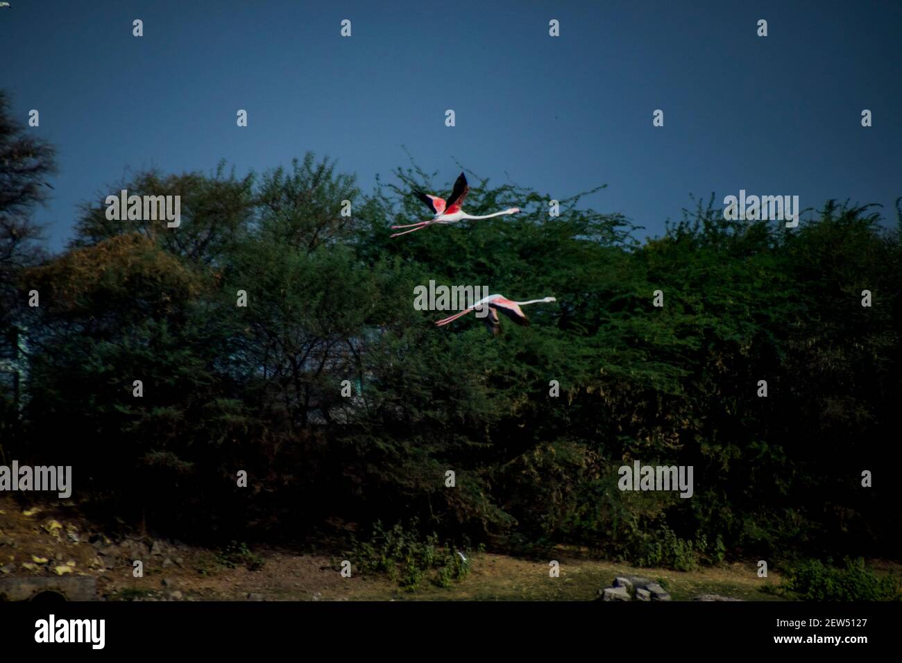 Flamingos flying in formation Stock Photo - Alamy