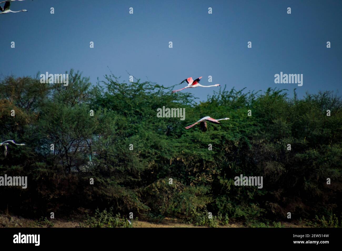 Greater lesser flamingos in lake hi-res stock photography and images ...