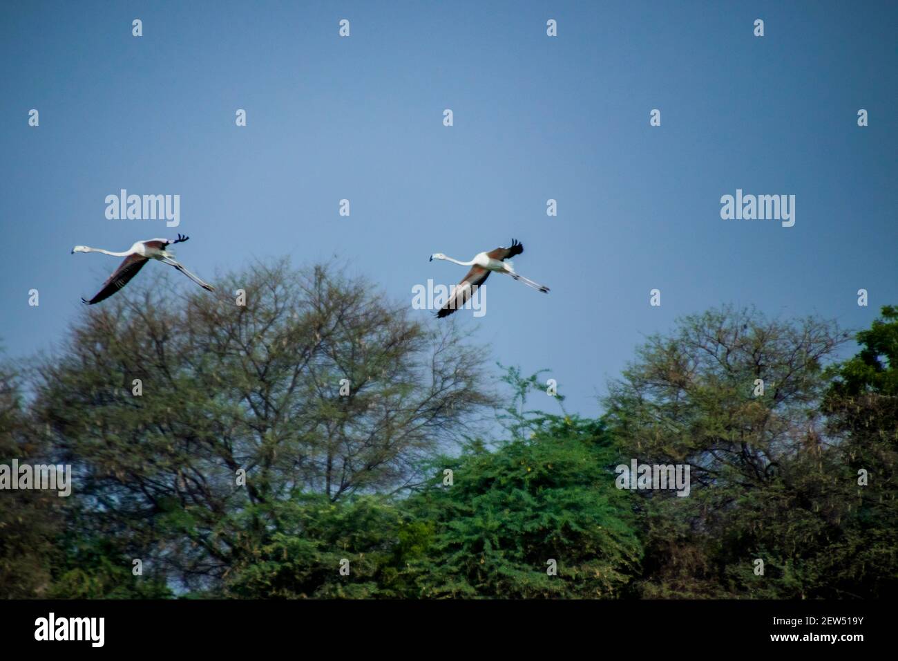 Flamingos flying in formation Stock Photo - Alamy