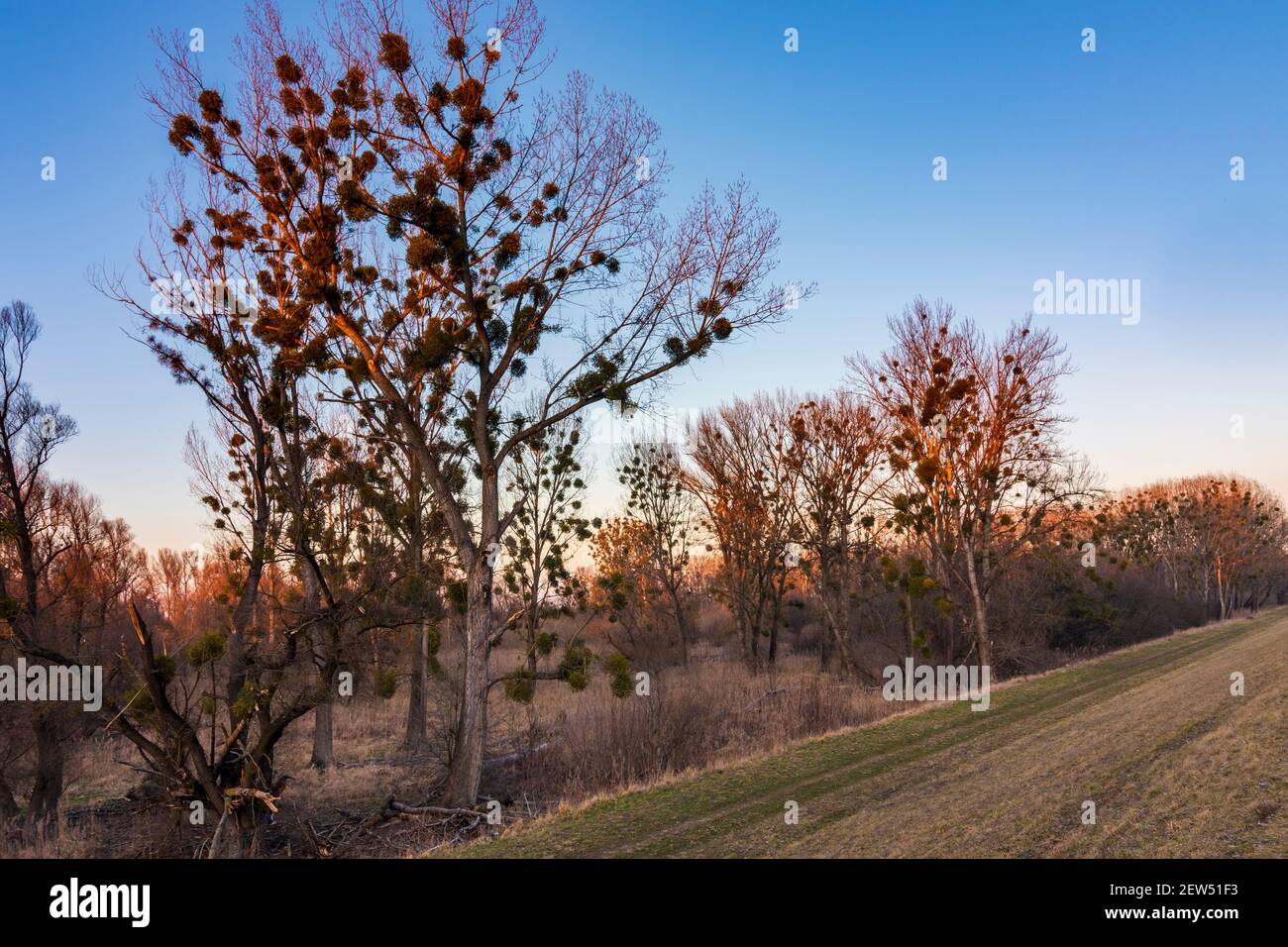 Wien, Vienna: trees with mistletoes in Nationalpark Donauauen (Danube ...