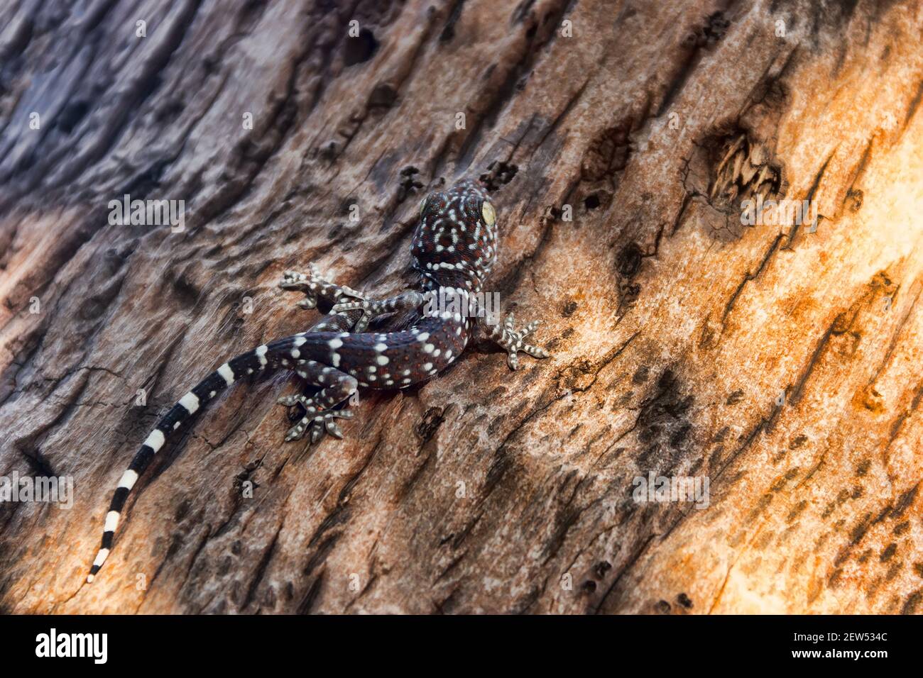 A gray-colored Toki Gecko (Gekko gecko) on the stump of a Thailand tree ...