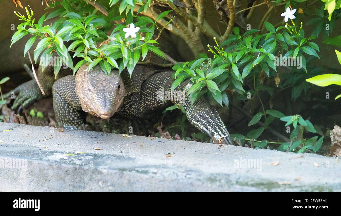 Water monitor lizard on the concrete bank of the canal. This species of ...