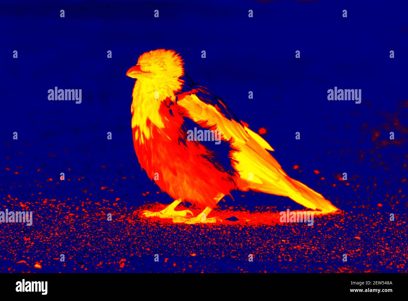Crow on the beach. Scanning the animal's body temperature with a ...
