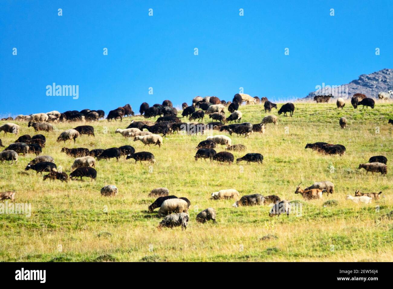 Herd of sheep, range band on mountain pastures Stock Photo - Alamy