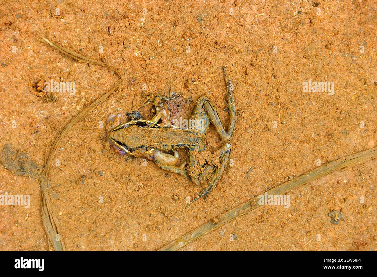 Frog crushed hi-res stock photography and images - Alamy