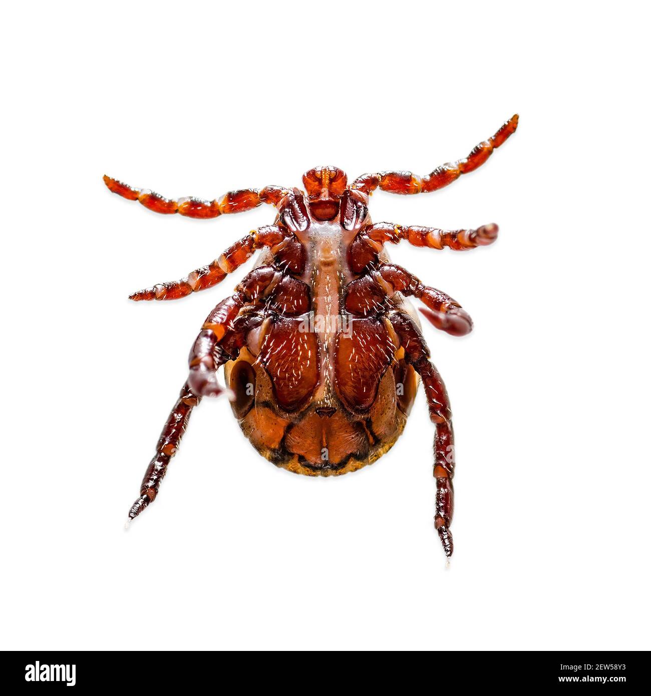 Tick borne encephalitis virus hi-res stock photography and images - Alamy