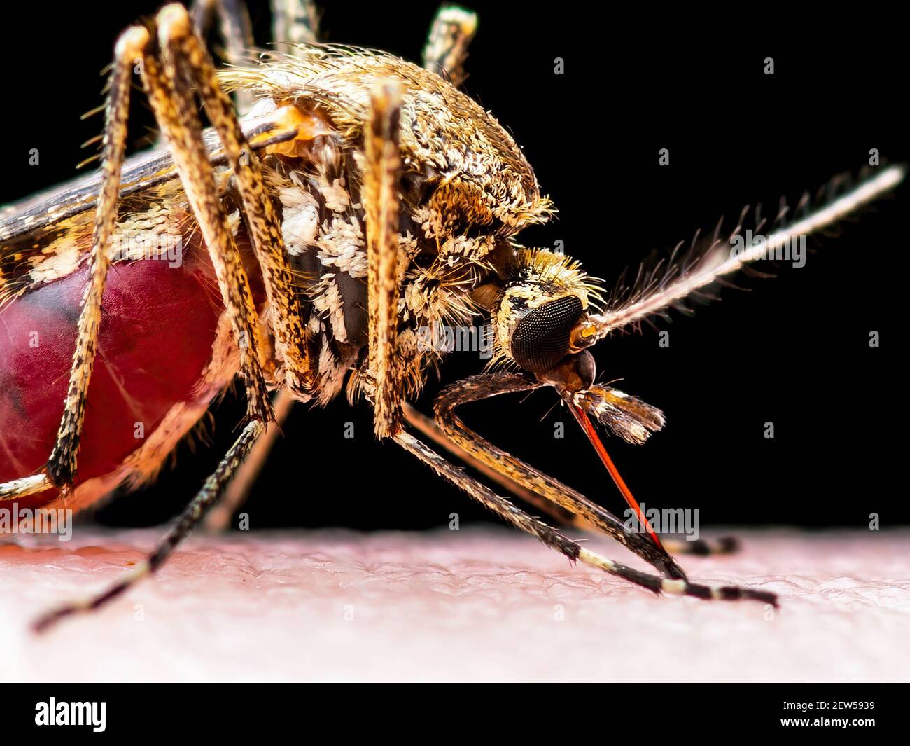 Encephalitis, Yellow Fever, Malaria Disease, Mayaro or Zika Virus ...