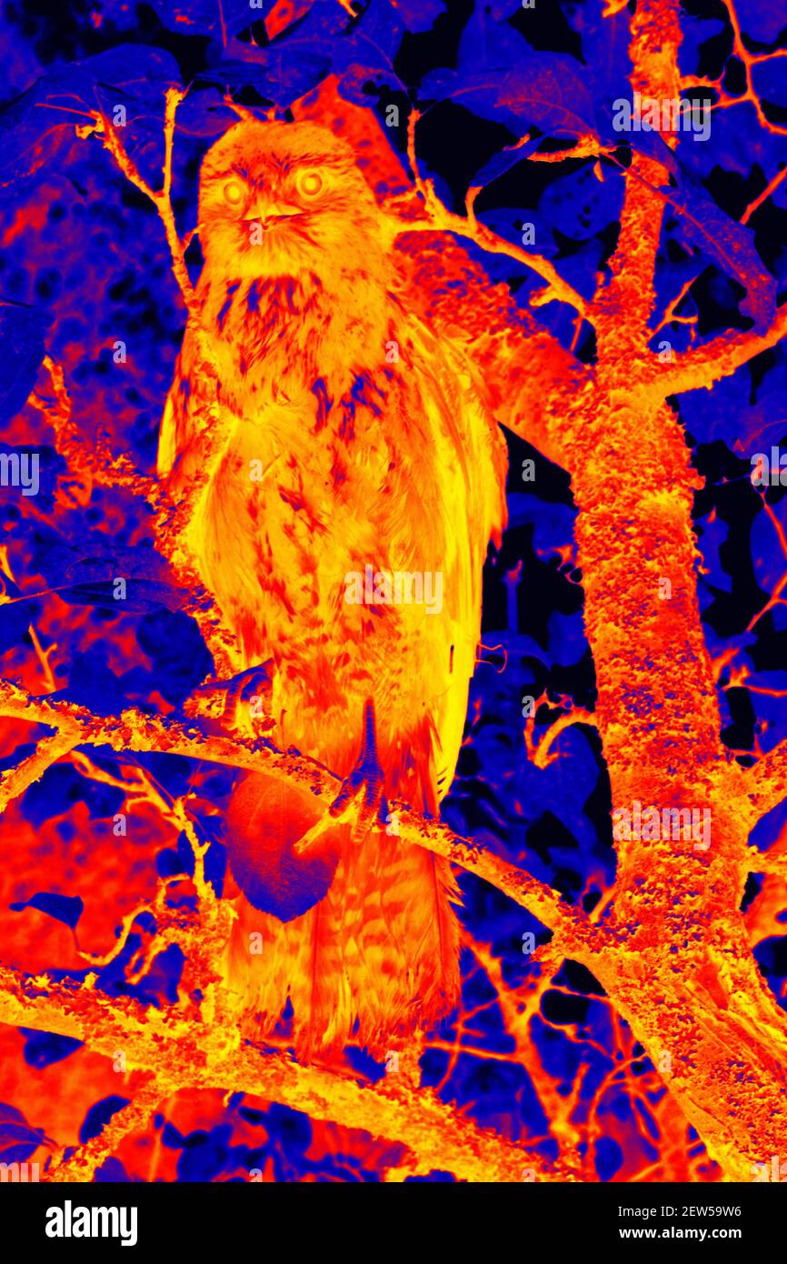 Bird of Prey. Scanning the animal's body temperature with a thermal ...
