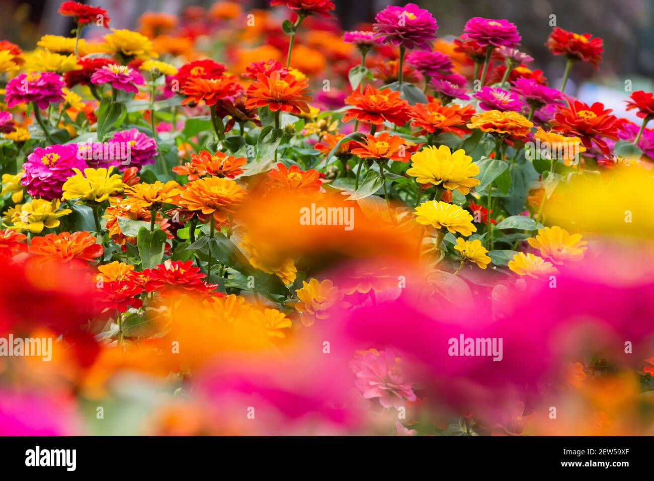 Marigolds and other northern ornamental flowers grow in flower beds in ...