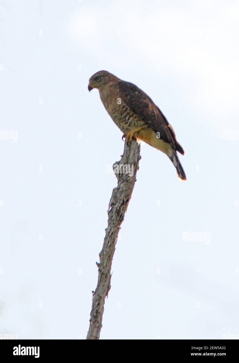 Southern Banded Snake Eagle