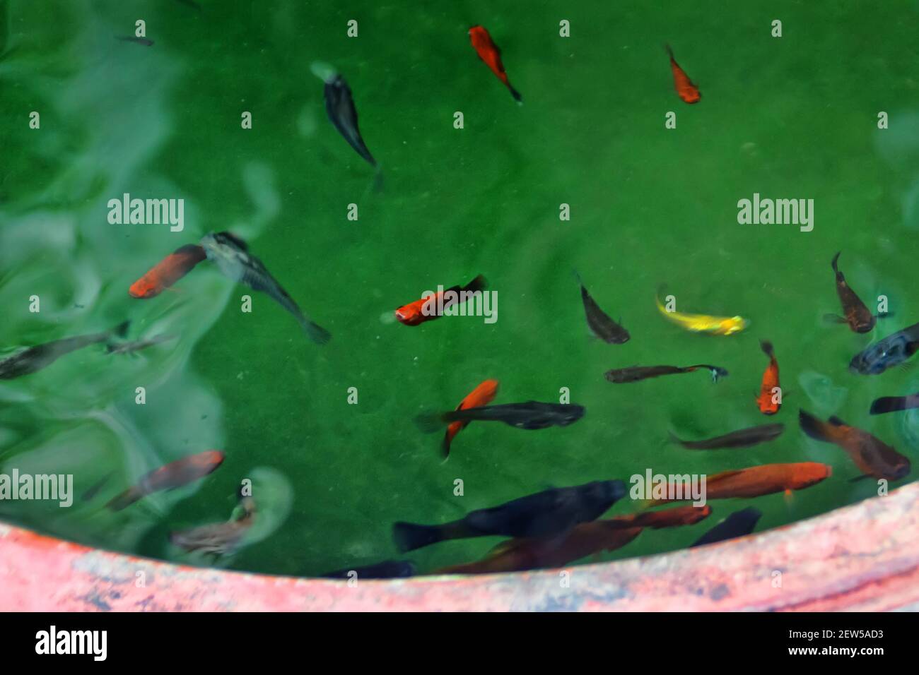 Colorful guppies (rainbowfish) in an aquarium with water lilies ...