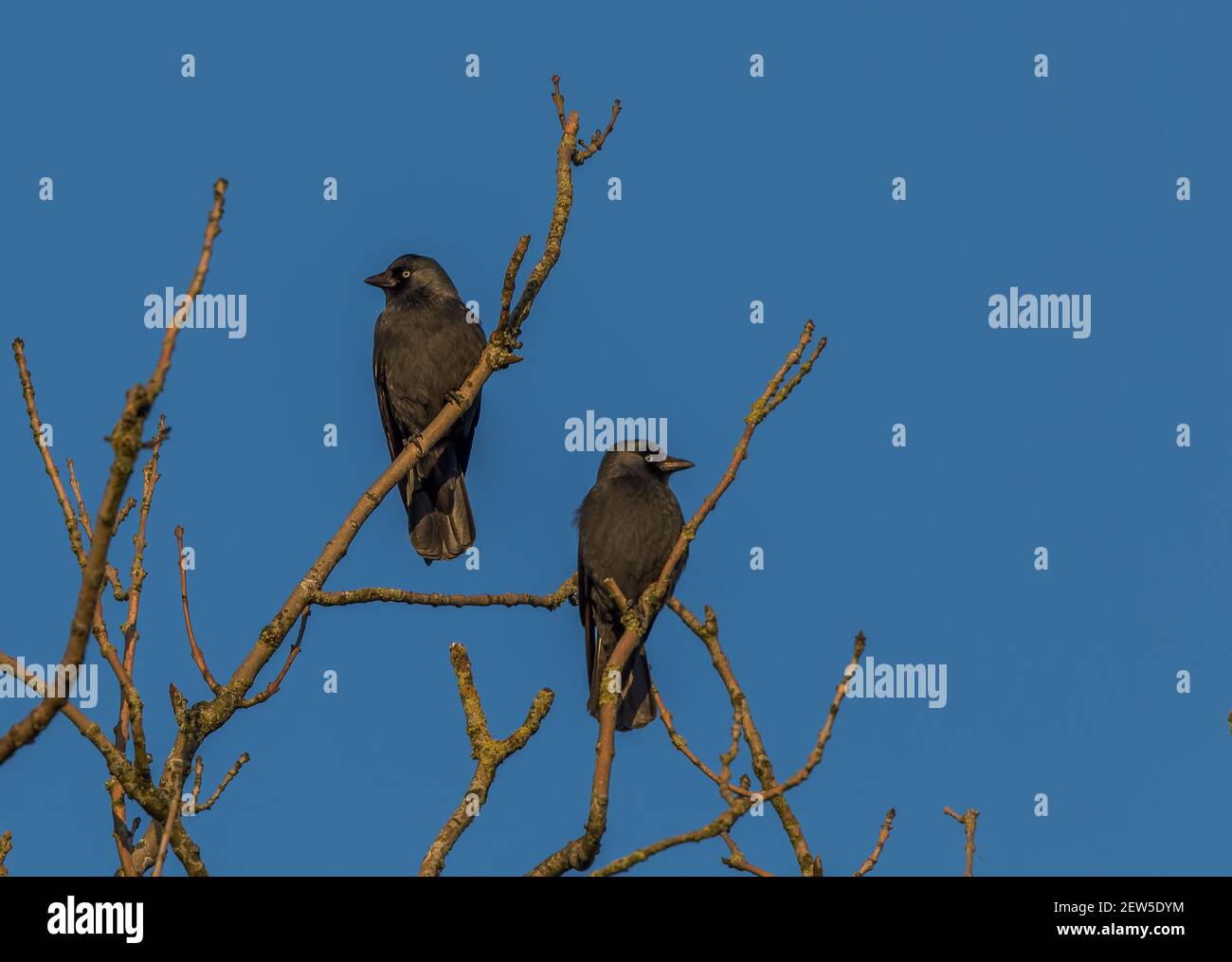 Gavin crow hi-res stock photography and images - Alamy