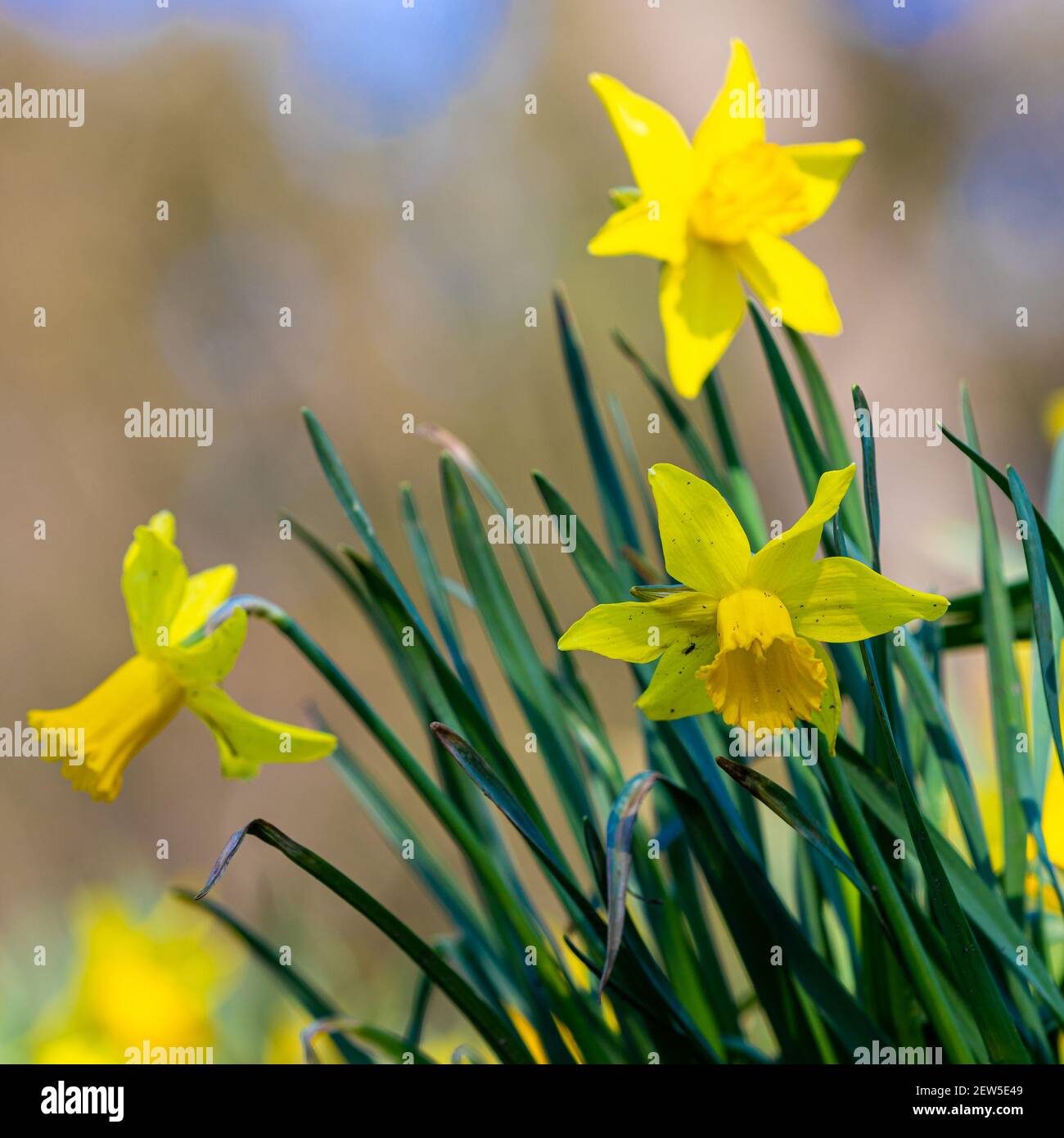 Beautiful yellow Daffodil flowers often seen during Easter and ...