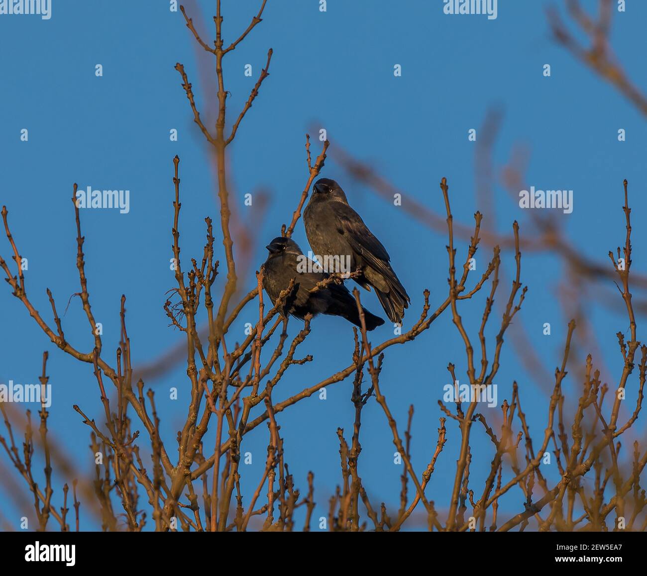 Gavin crow hi-res stock photography and images - Alamy