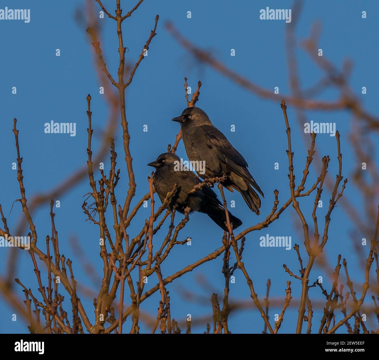 Gavin crow hi-res stock photography and images - Alamy