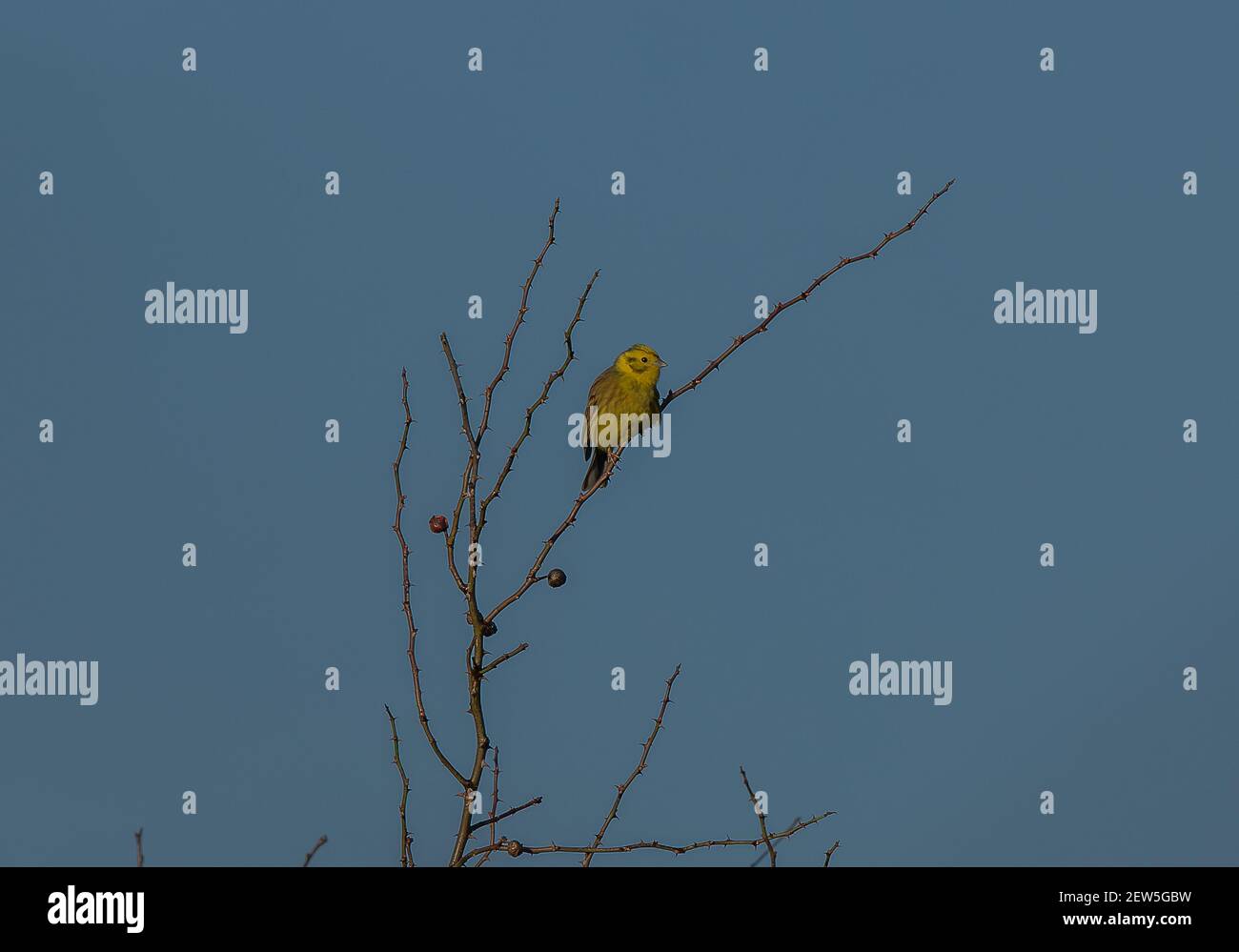 Yellowhammer captured in open countryside hi-res stock photography and ...