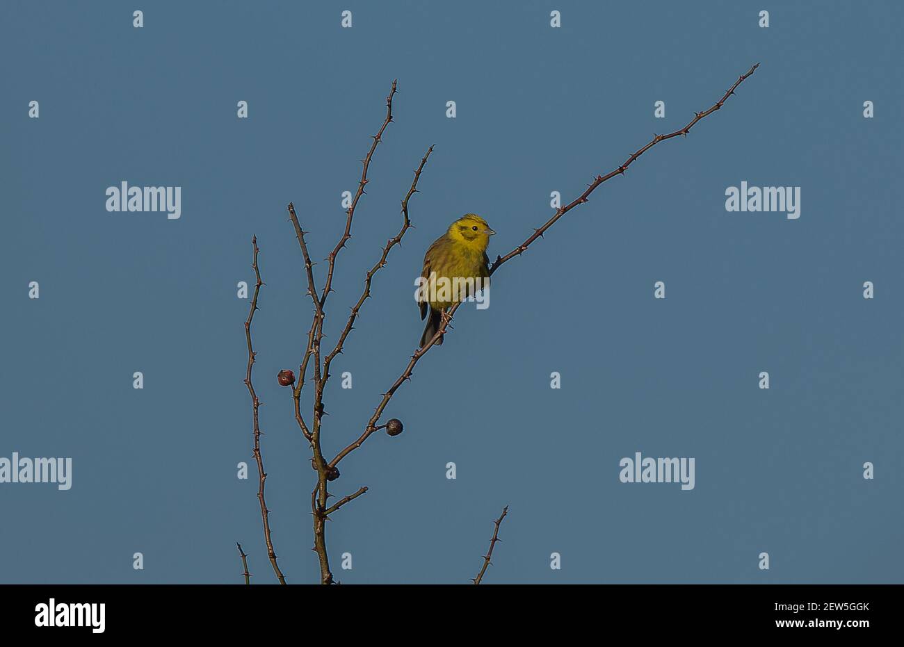 Yellowhammer captured in open countryside hi-res stock photography and ...