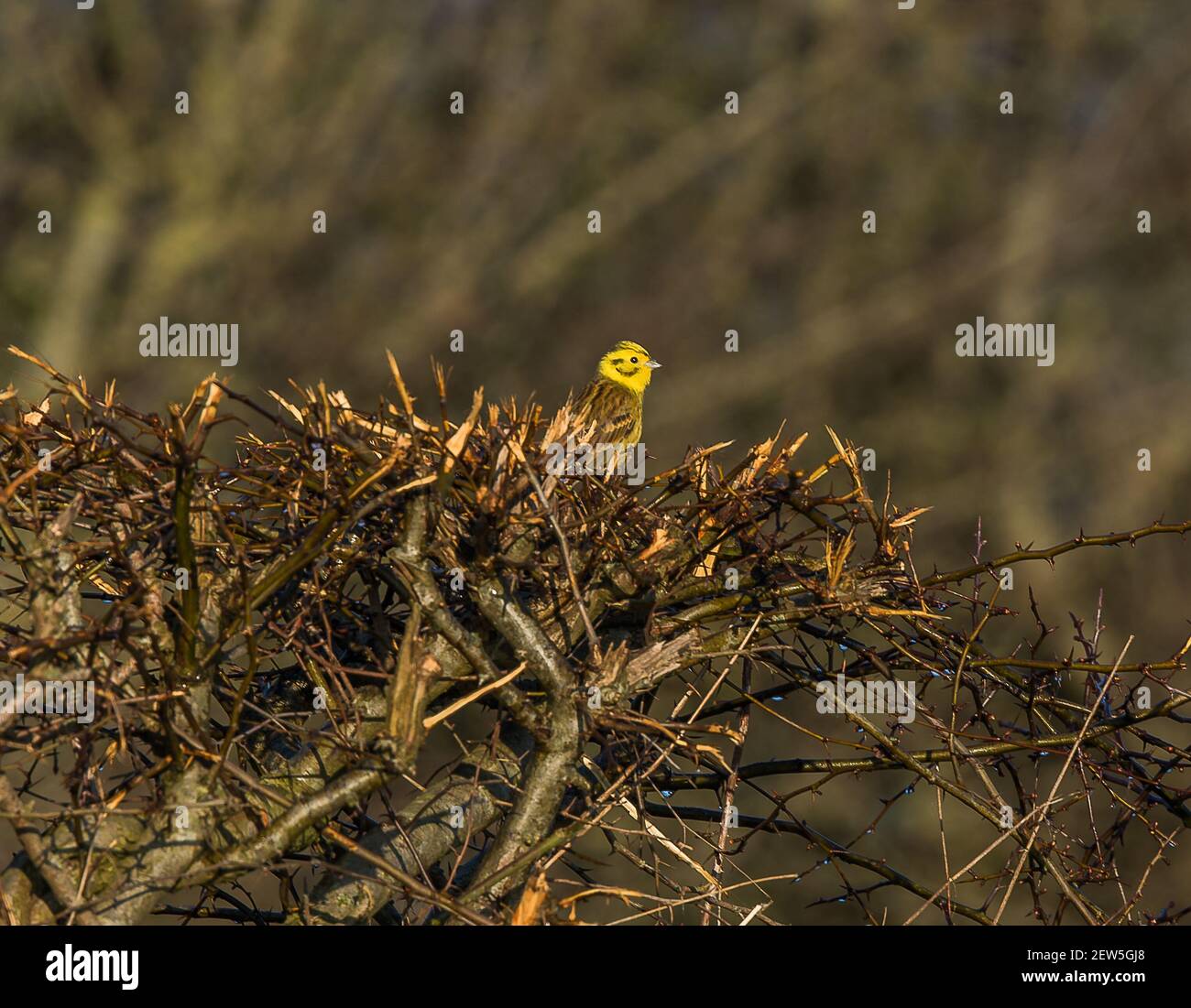 Yellowhammer captured in open countryside hi-res stock photography and ...
