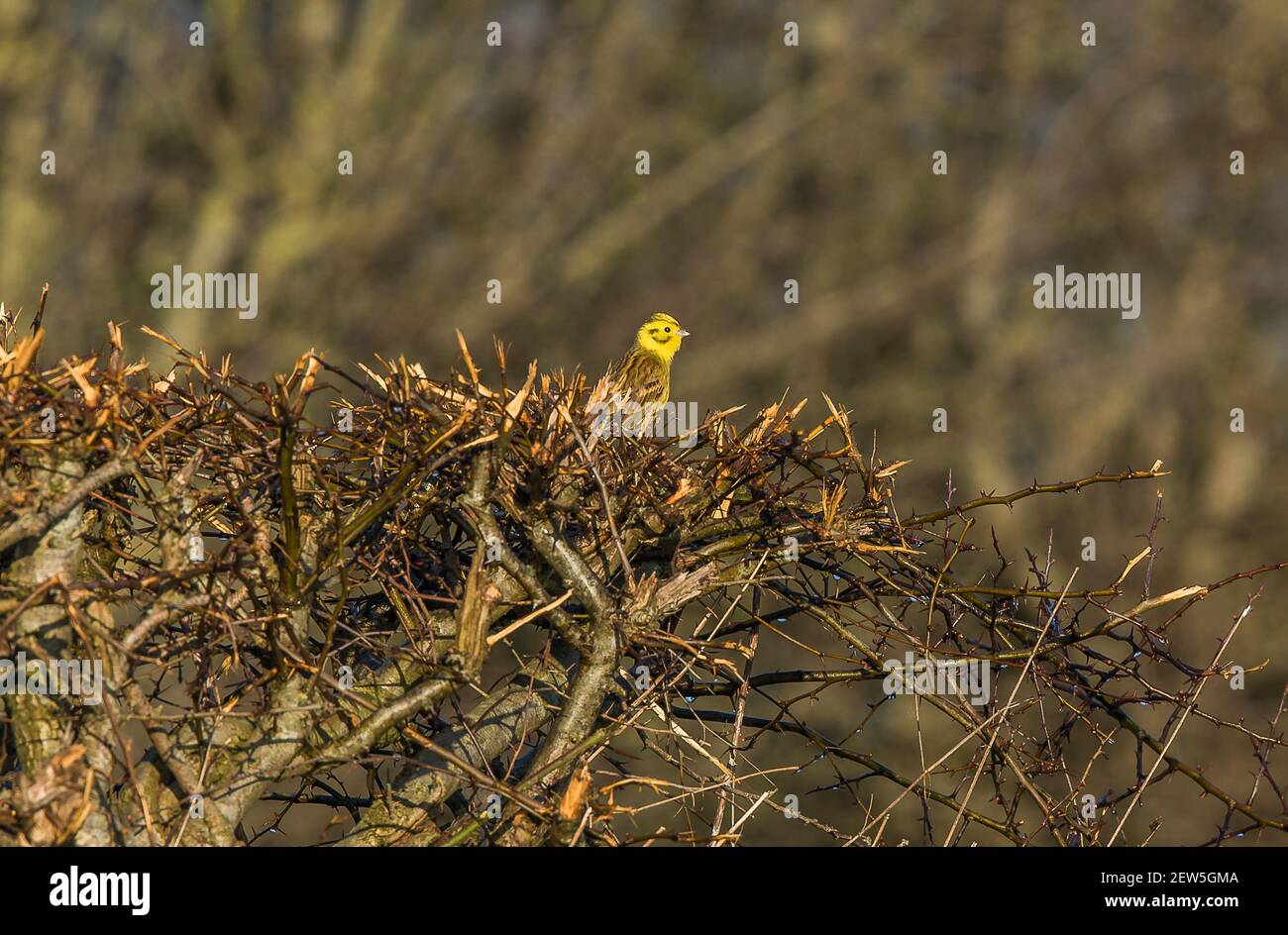 Yellowhammer captured in open countryside hi-res stock photography and ...