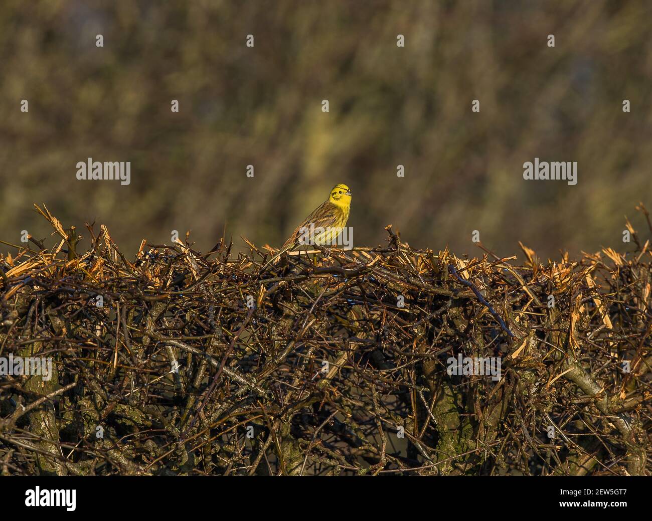 Yellowhammer captured in open countryside hi-res stock photography and ...