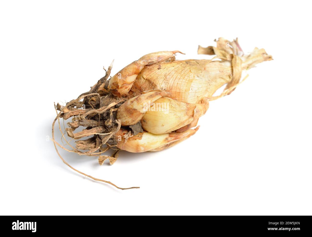 Polianthes Tuberosa Bulbs