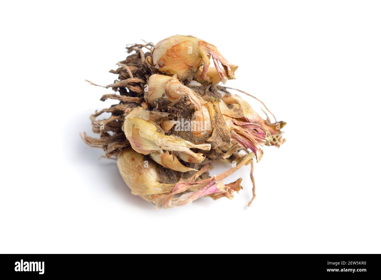 Polianthes tuberosa bulbs hi-res stock photography and images - Alamy