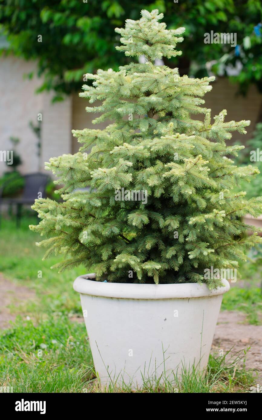 Potted fir tree garden hi-res stock photography and images - Alamy