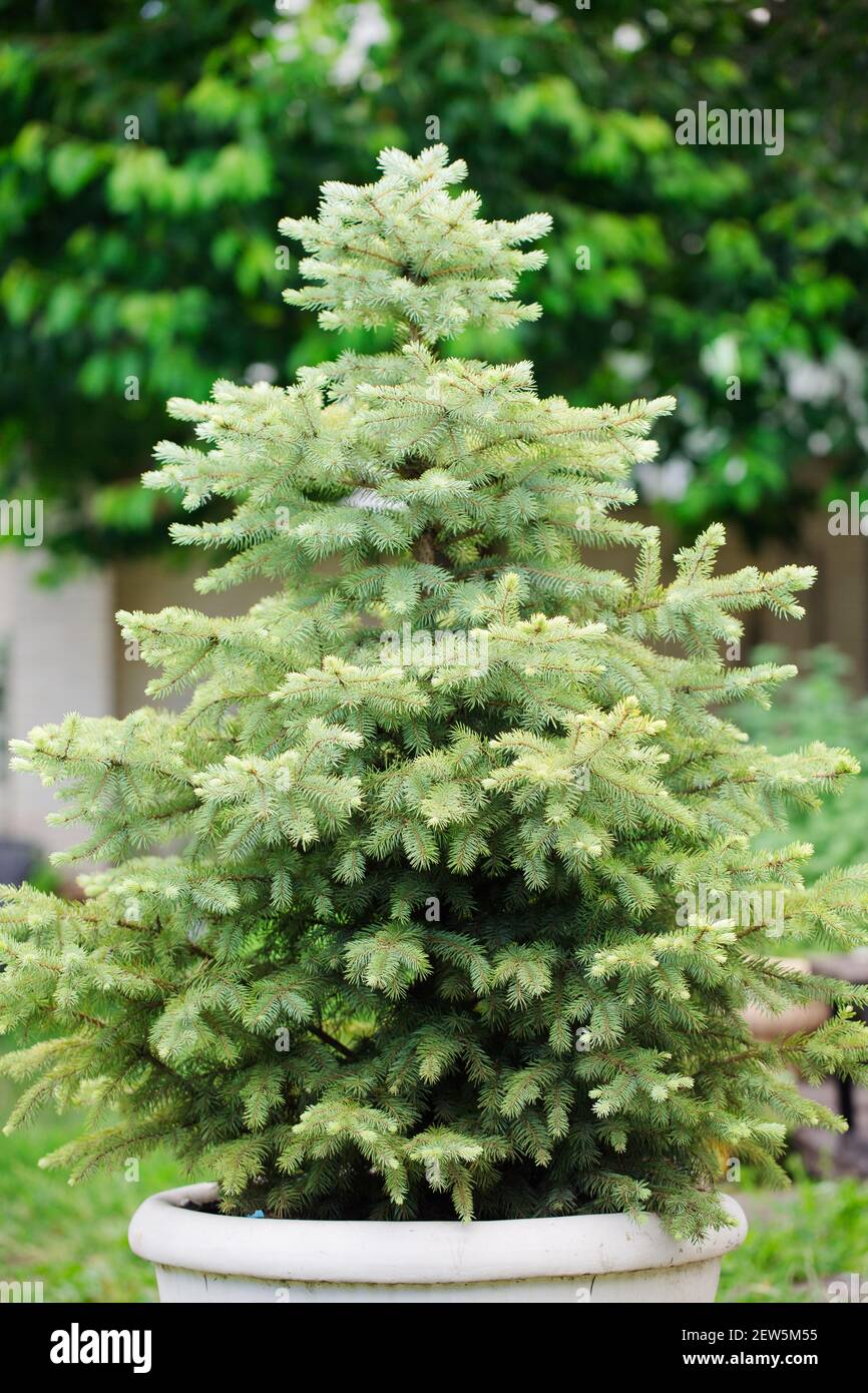Potted fir tree garden hi-res stock photography and images - Alamy