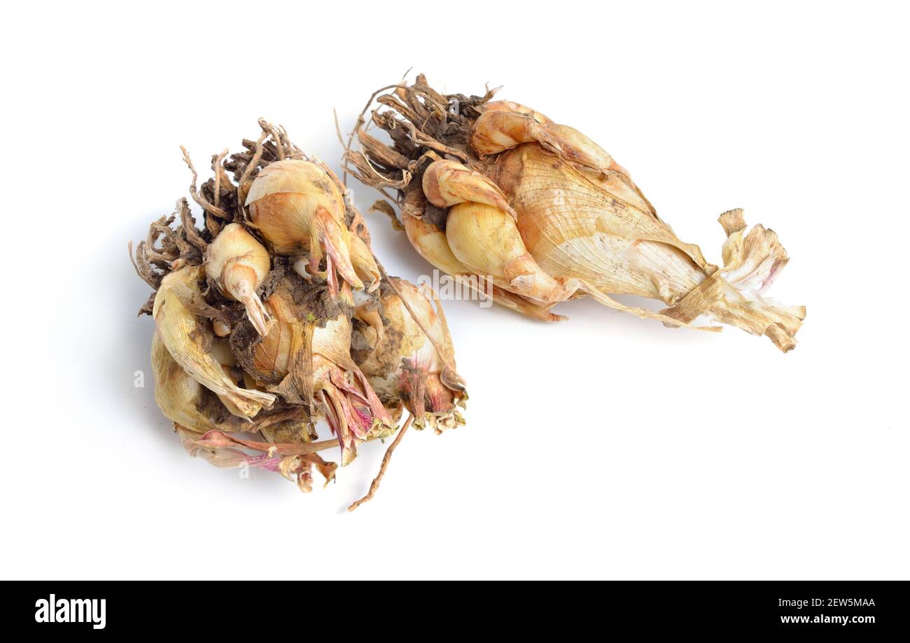 Polianthes tuberosa bulbs hi-res stock photography and images - Alamy