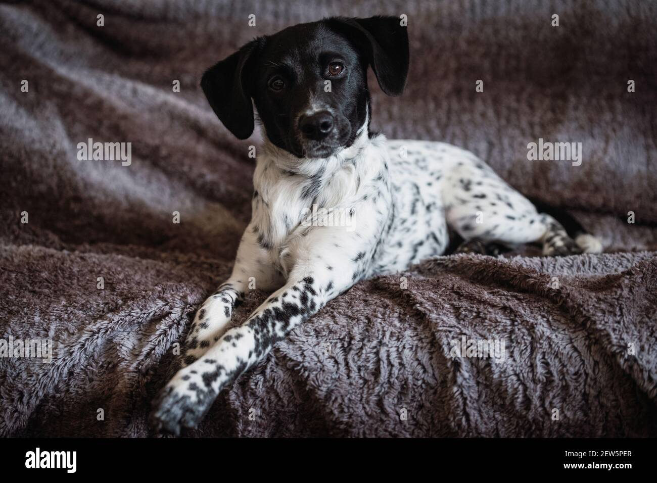 Full body dog and living room hi-res stock photography and images - Alamy