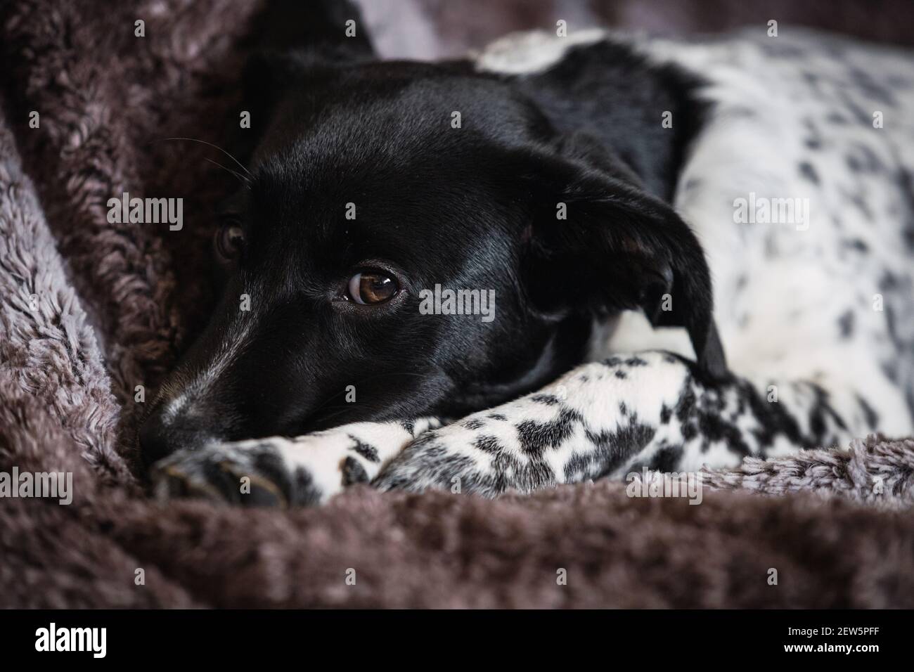 Close up facial portrait of a female dog puppy with a warm background ...