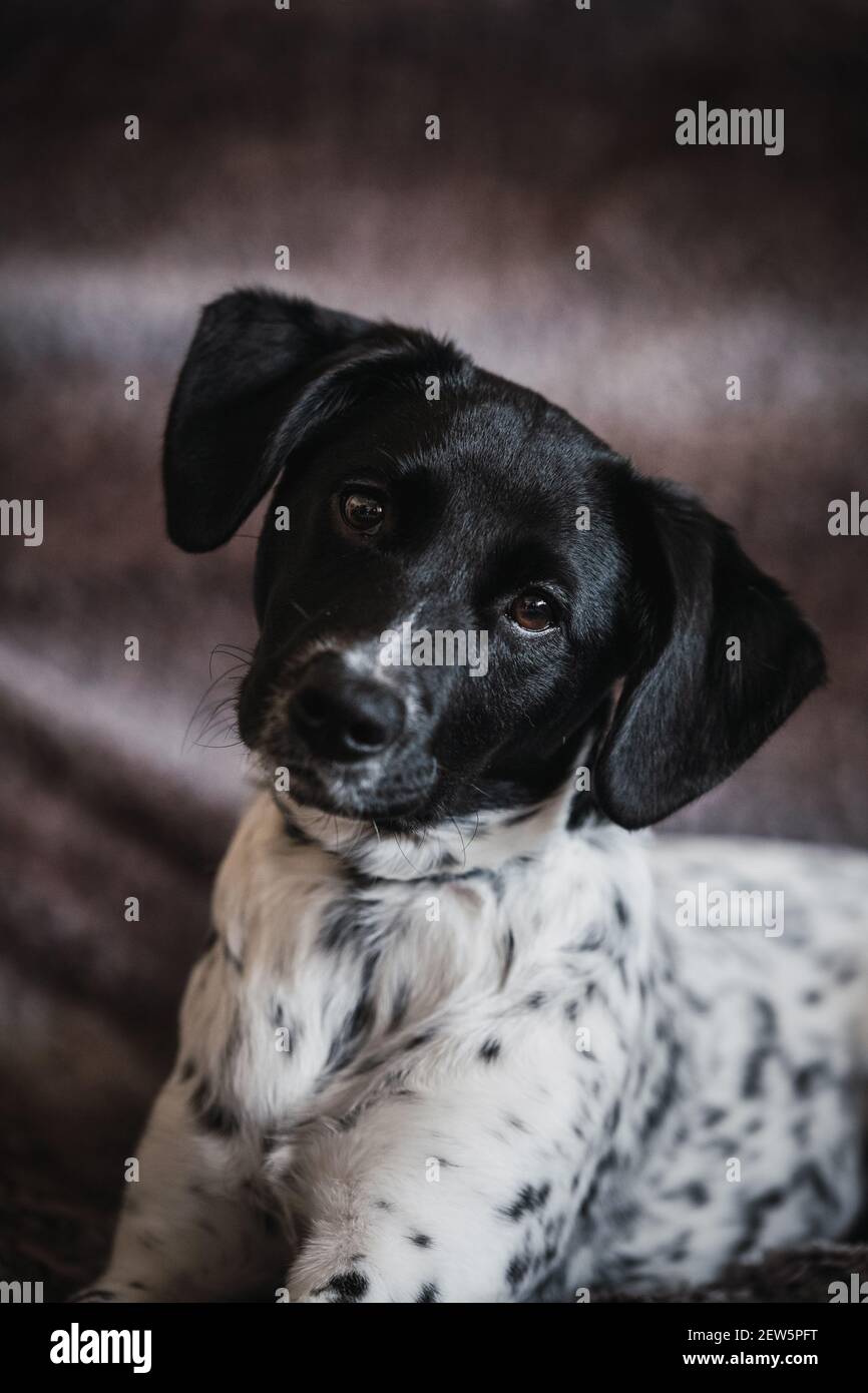 Facial portrait of an attentive spotted female dog puppy with a warm ...