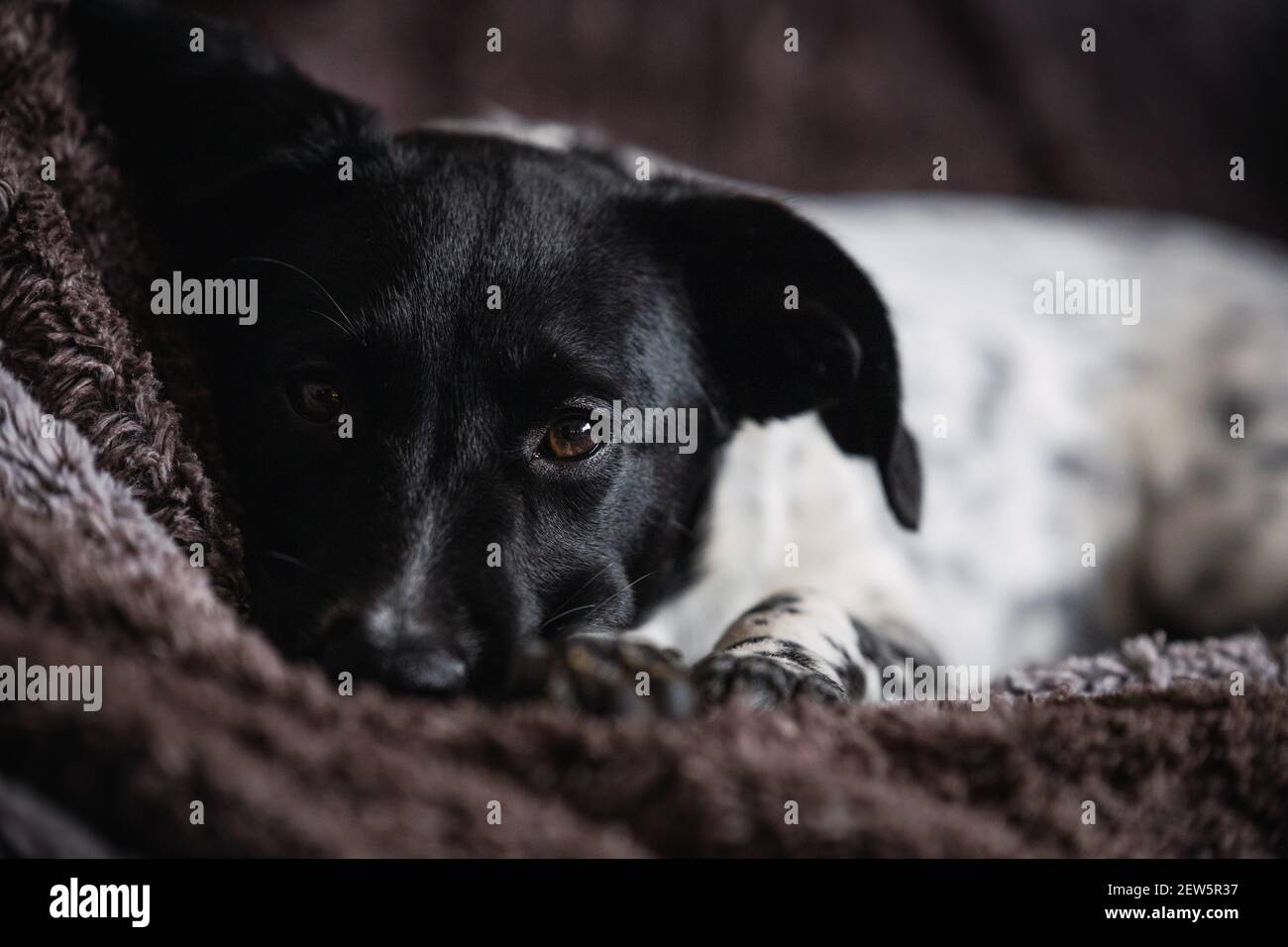 Sad puppy portrait hi-res stock photography and images - Alamy