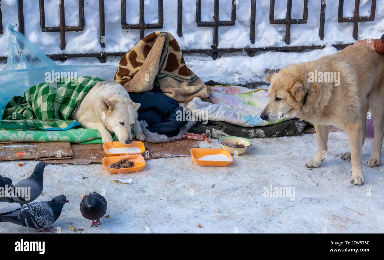 How Can I Help A Stray Dog In The Winter