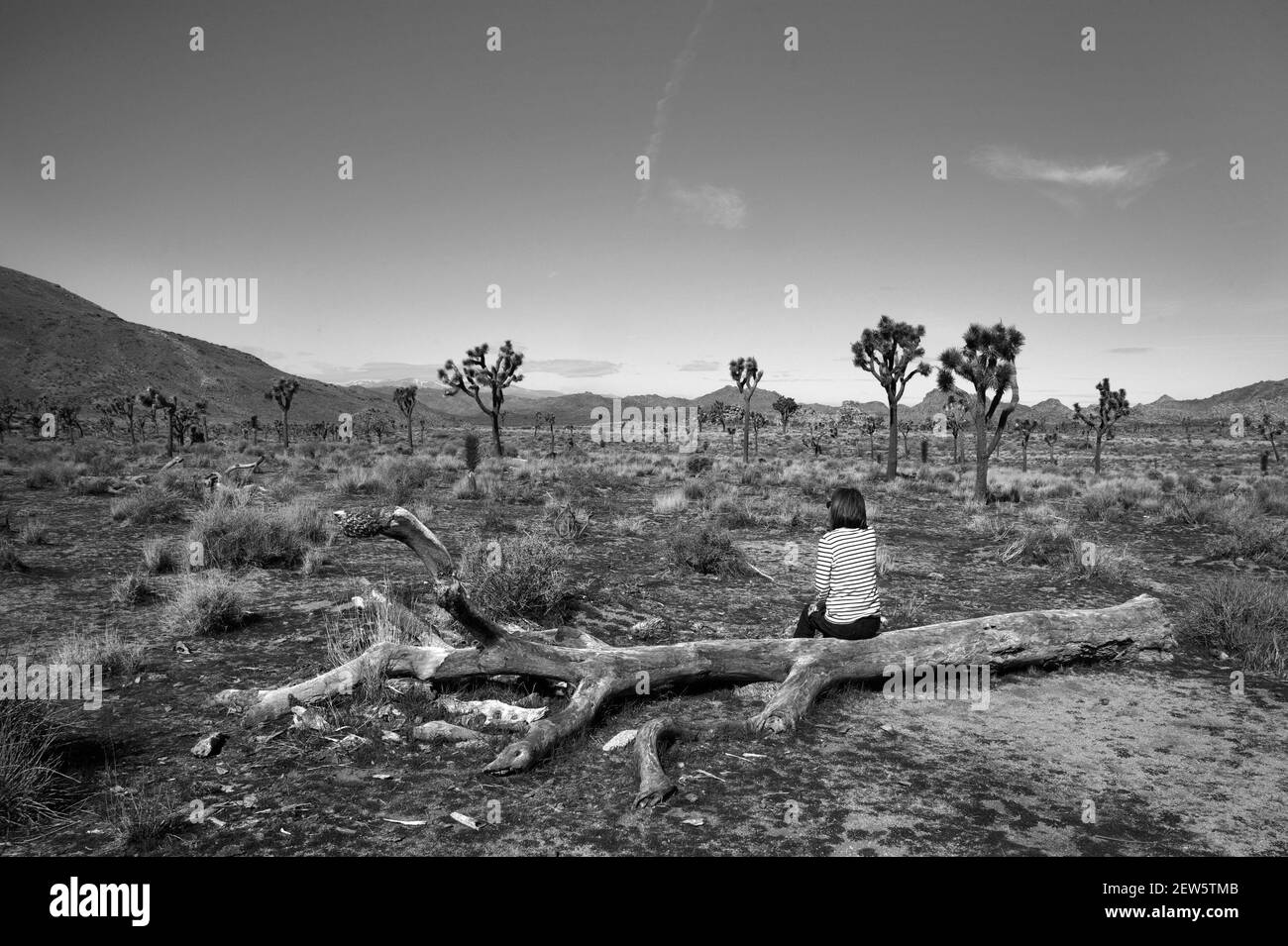 Dead joshua tree hi-res stock photography and images - Alamy