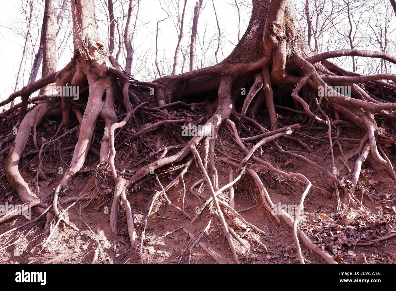 Hungarian roots hi-res stock photography and images - Alamy