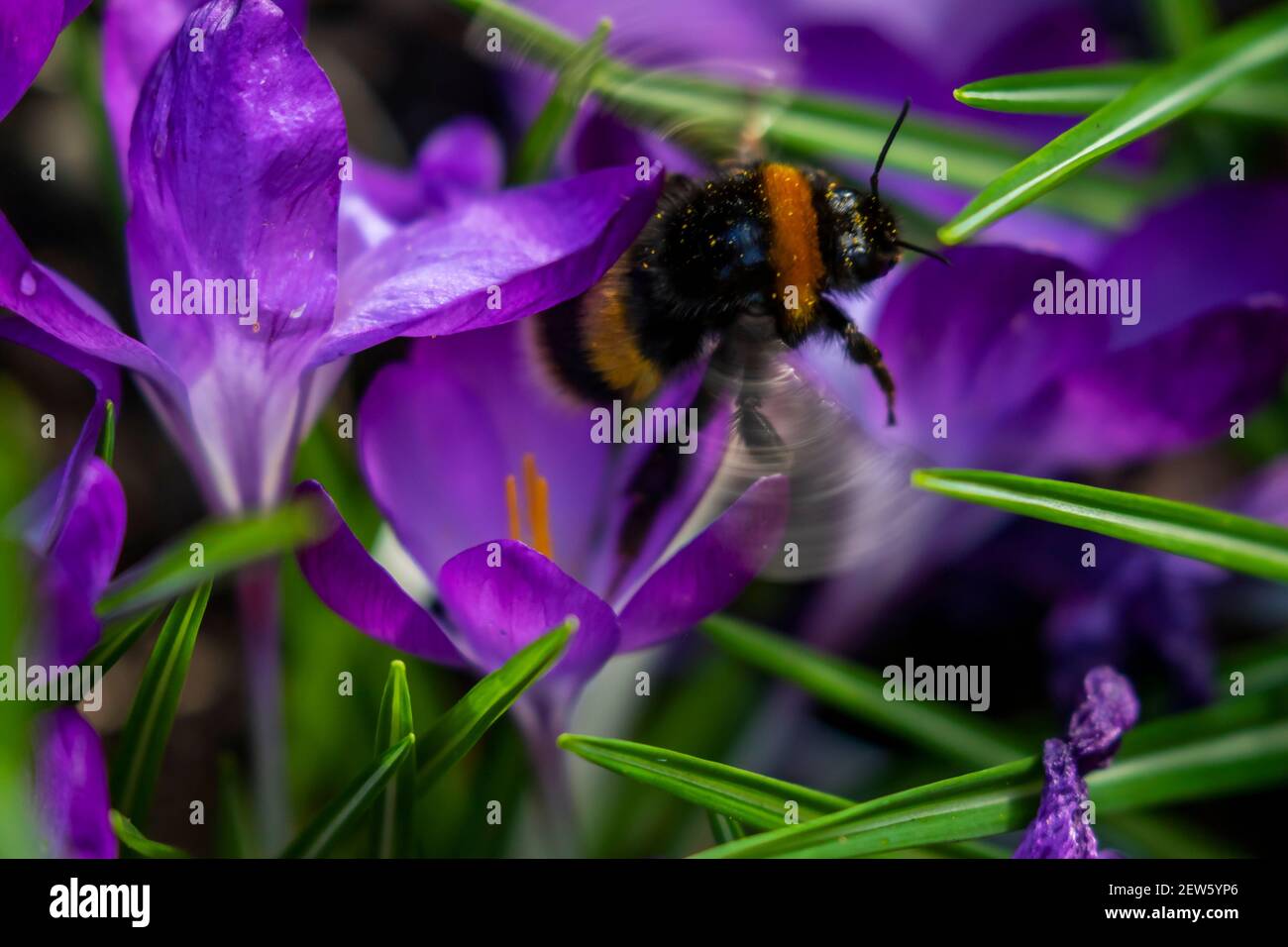 Bumble bee in flight, fluttering wings with motion blur movement ...
