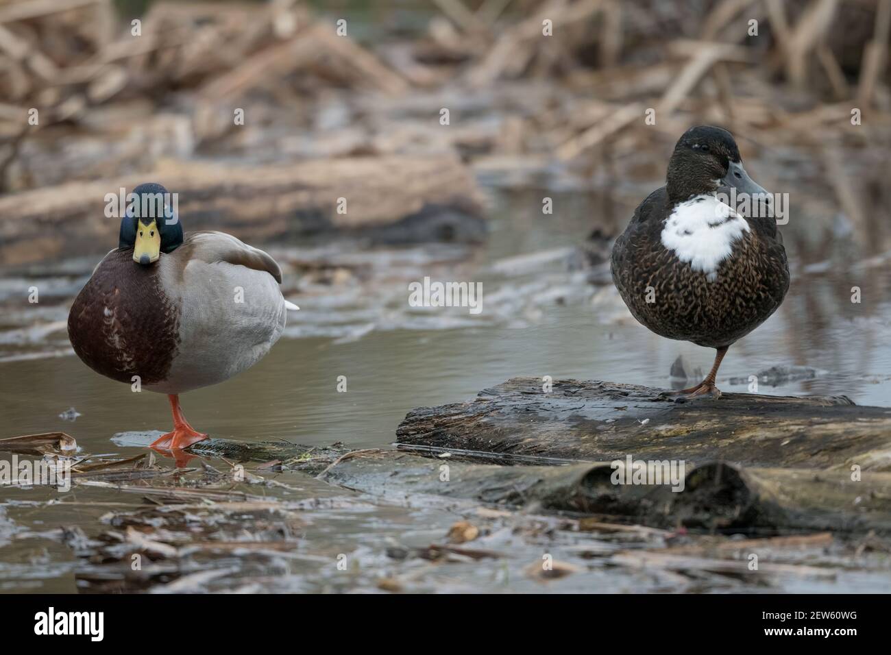 Two ducks either socially distancing or having a stand on one leg the ...