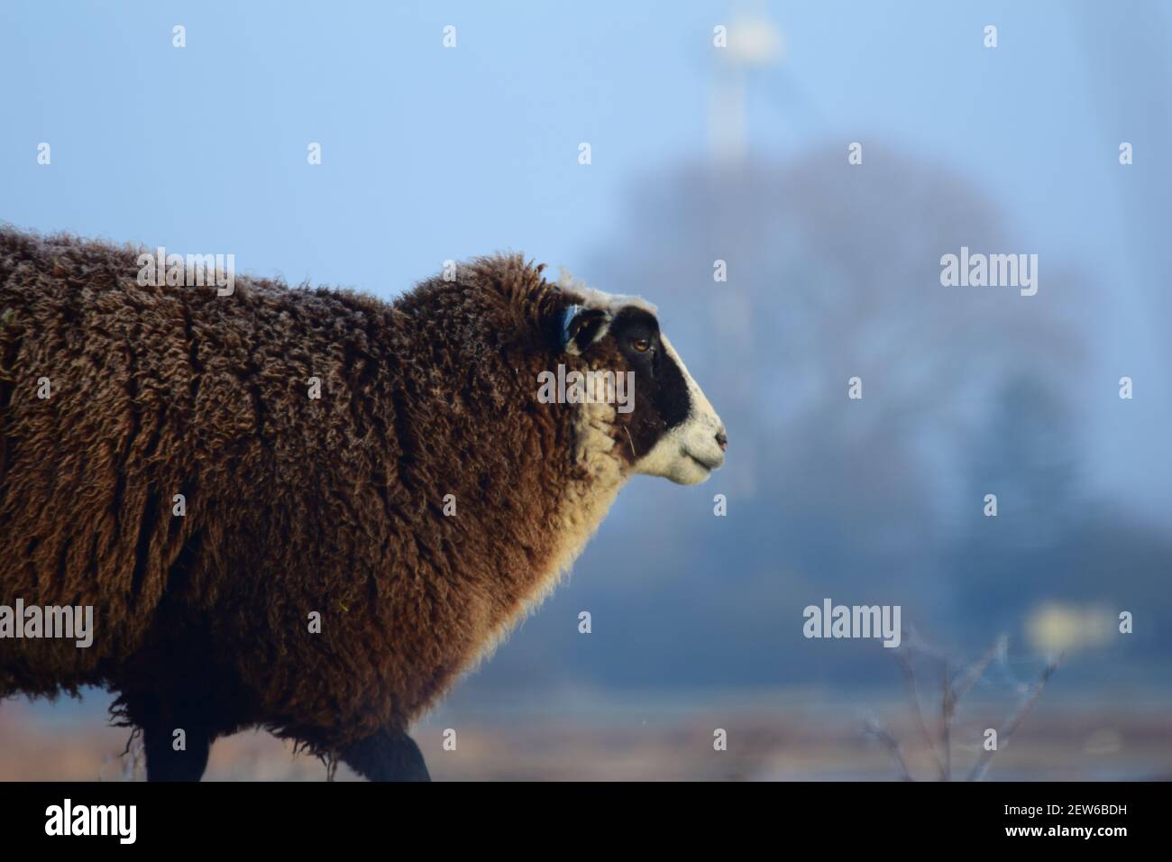 Brown and white sheep hi-res stock photography and images - Alamy