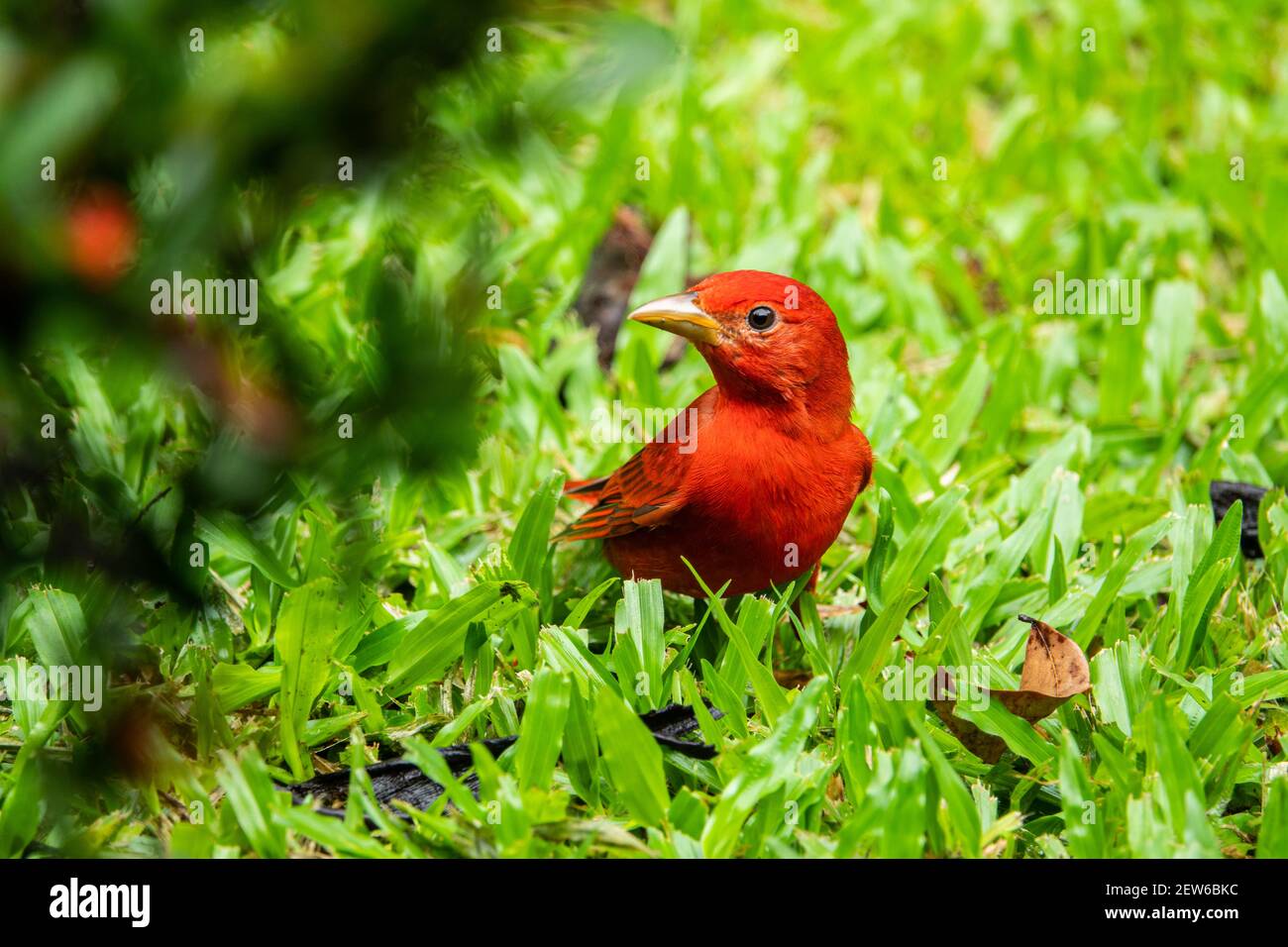 Summer tanager in Costa Rica Stock Photo - Alamy