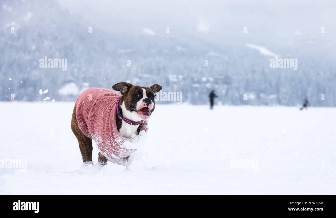 Adorable Female Boxer Dog playing in a snow Stock Photo - Alamy
