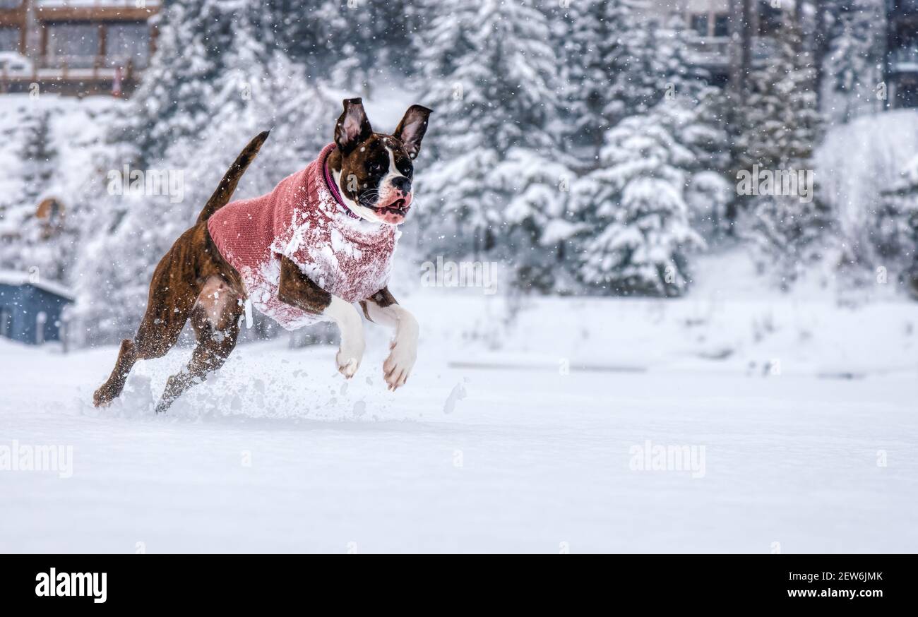 Dog playing in the snow Stock Photo - Alamy