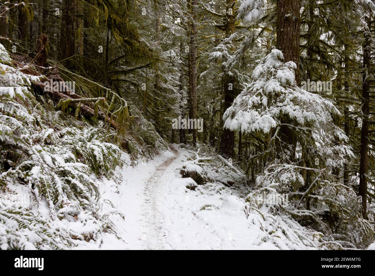 Beautiful Hiking Trail in the Forest Stock Photo - Alamy