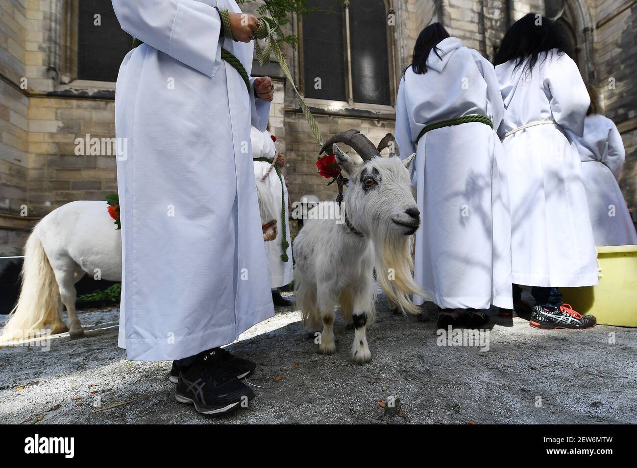 A goat waits for the start of the 33rd Annual Feast of Saint Francis ...